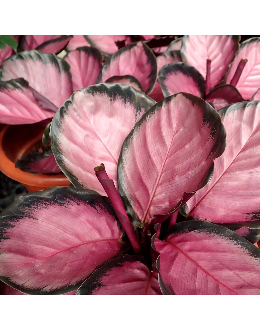 Calathea Picturata 'Crimson'