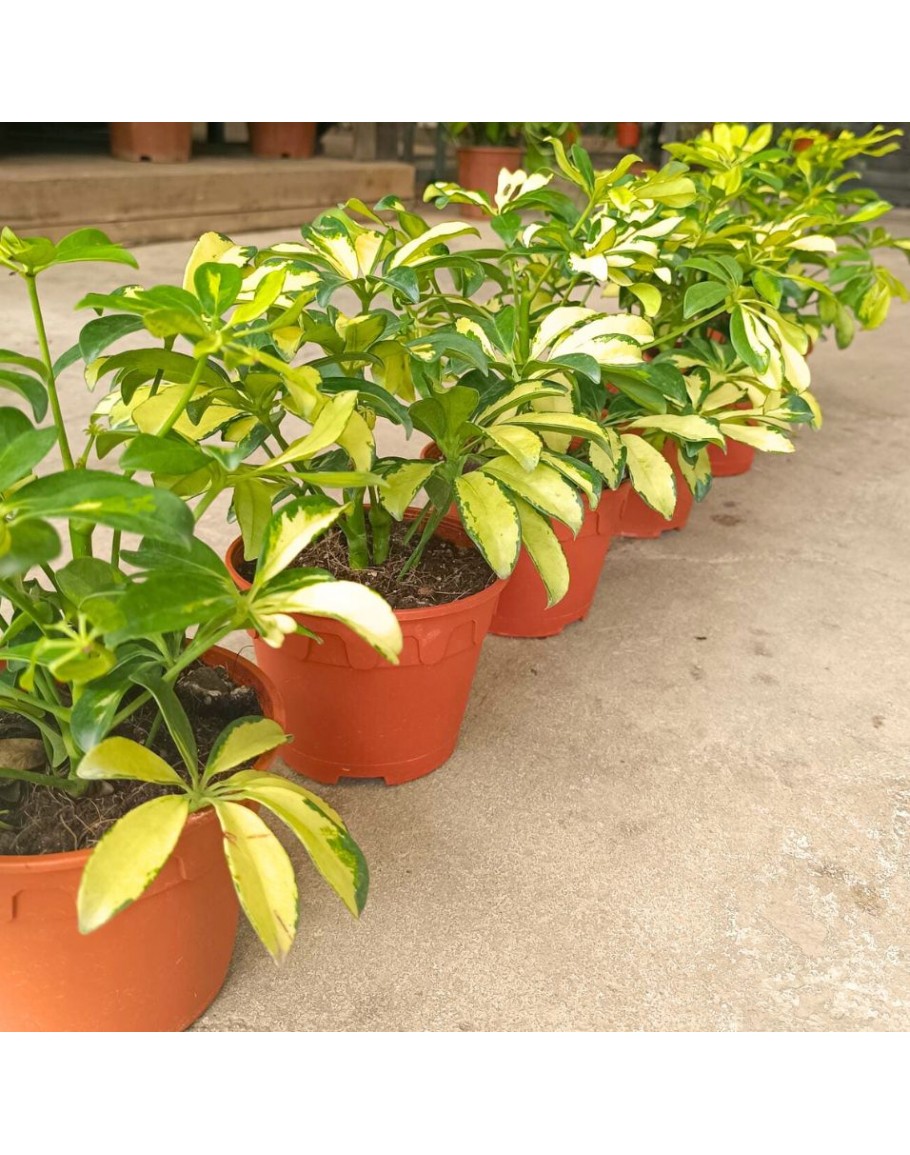 Schefflera Arboricola Variegata, Variegated Umbrella Tree 鸭掌木
