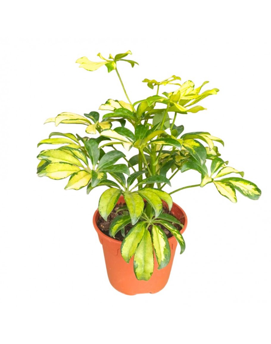 Schefflera Arboricola Variegata, Variegated Umbrella Tree 鸭掌木