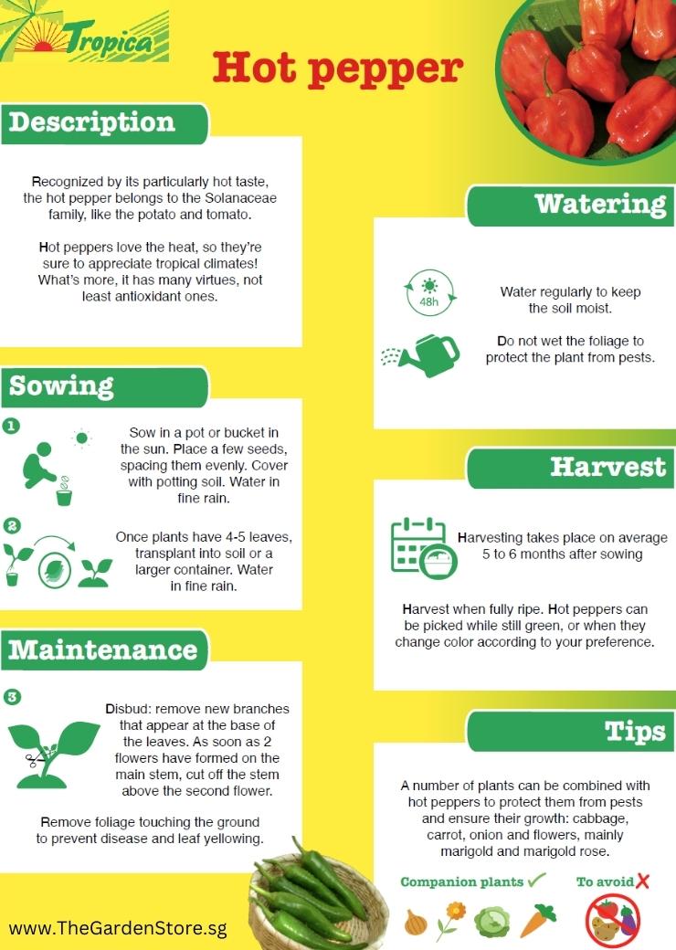 Hot Pepper Seeds (Antillais) By Tropica